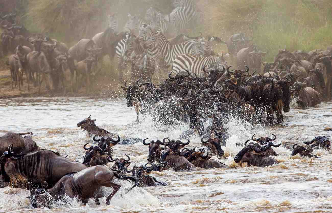 The Impact of Climate Change on Wildlife Migration Patterns - UPDEED